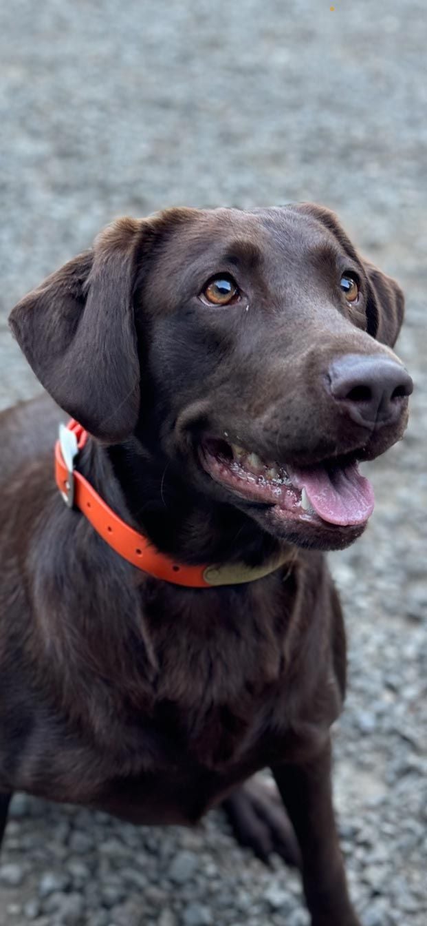 Chocolate, Black, and Yellow Labrador Retriever Females - Silver Bow ...