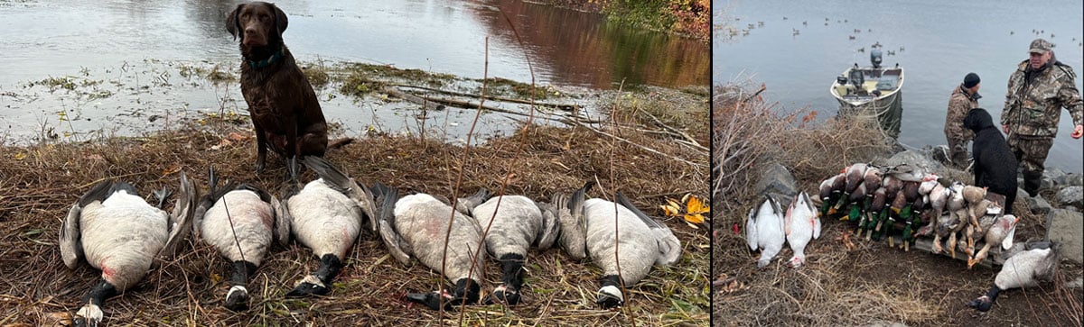 Chocolate, Black, and Yellow Labrador Retriever Breeders in Washington ...